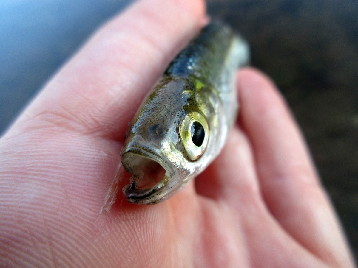Kundalini Shakti gets activated by entering the pit with the wooden ...